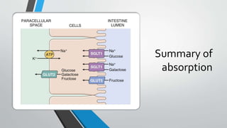DIGESTION AND ABSORPTION OF CARBOHYDRATES.pptx