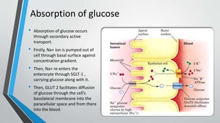 DIGESTION AND ABSORPTION OF CARBOHYDRATES.pptx
