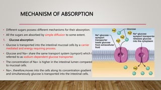 Digestion and absorption of carbohydrates.pptx