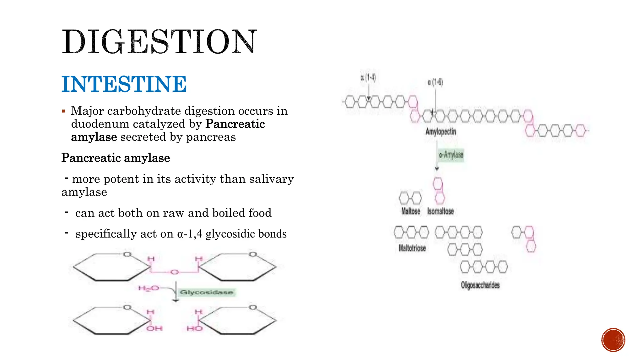 digestion and absorption of carbohydrates.pptx