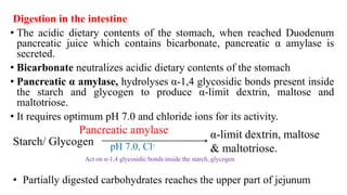Digestion and absorption of carbohydrates.pdf