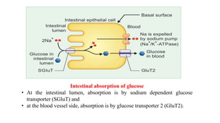 Digestion and absorption of carbohydrates.pdf