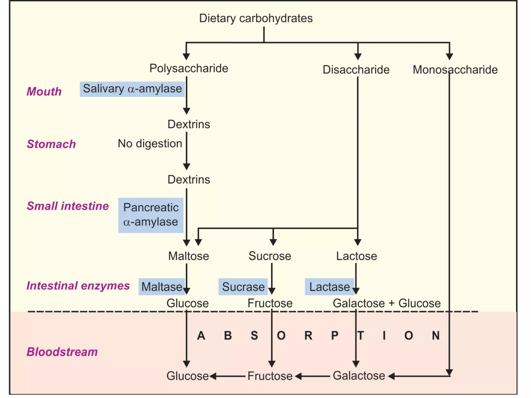 Digestion_and_Absorption_of_Carbohydrates_by_Dr_Pramod-29-11-2018.pdf