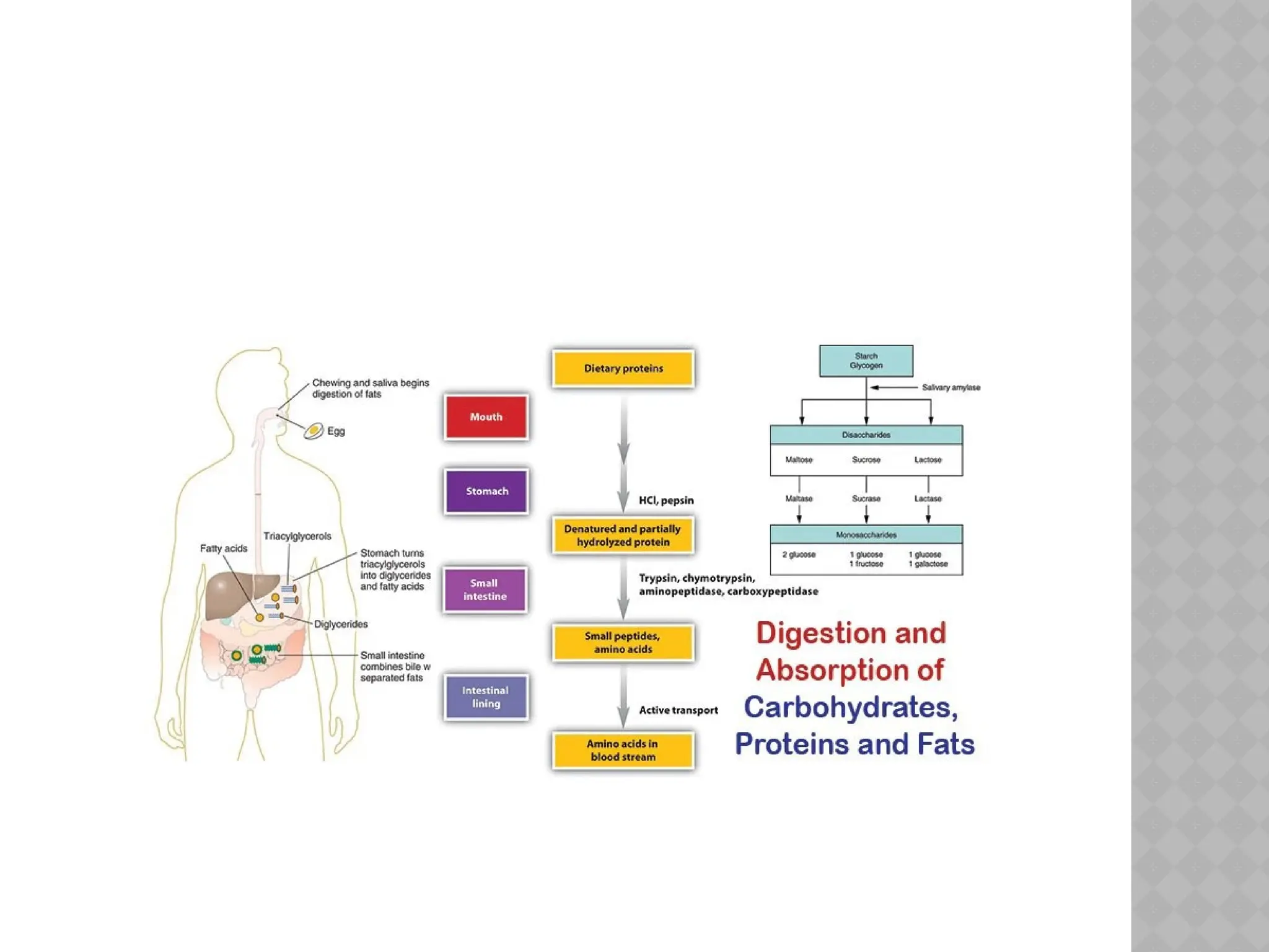 Digestion and Absorption of Carbohydrates, Proteins and.pptx