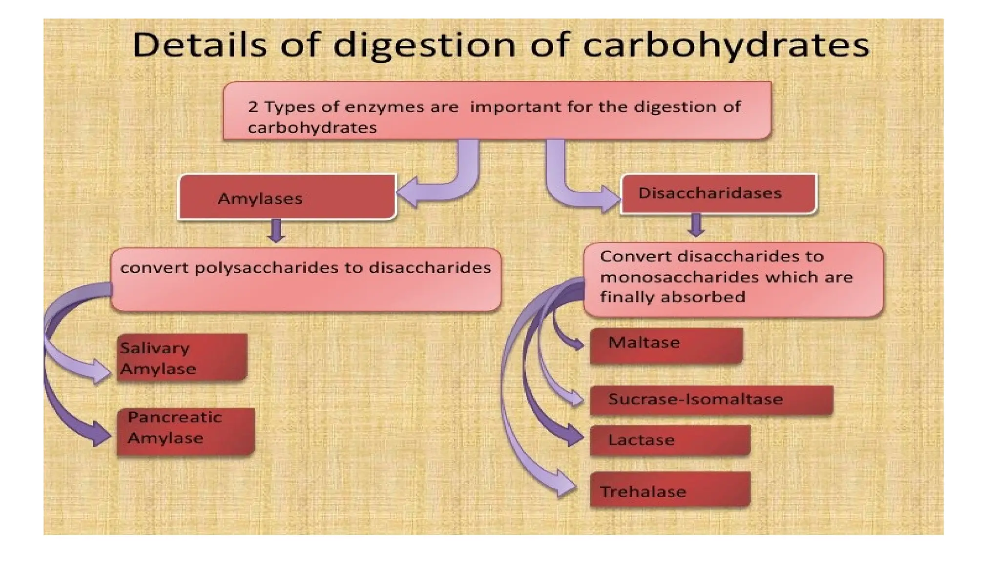 Digestion and Absorption of carbohydrates | PPT