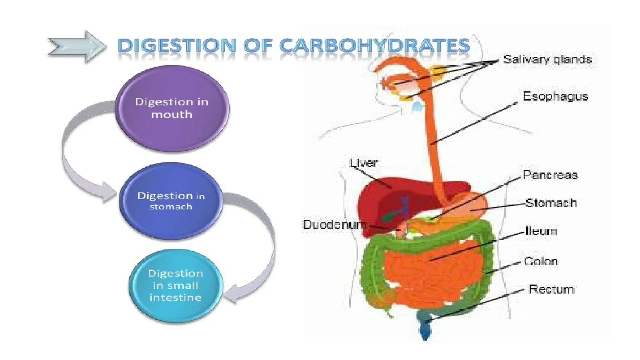 Digestion and Absorption of carbohydrates | PPT