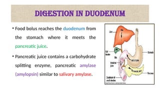 Digestion and Absorption of carbohydrates | PPTX