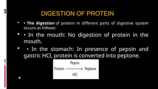 DIGESTION AND ABSORPTION OF CARBS, PROTEIN AND FAT.pptx