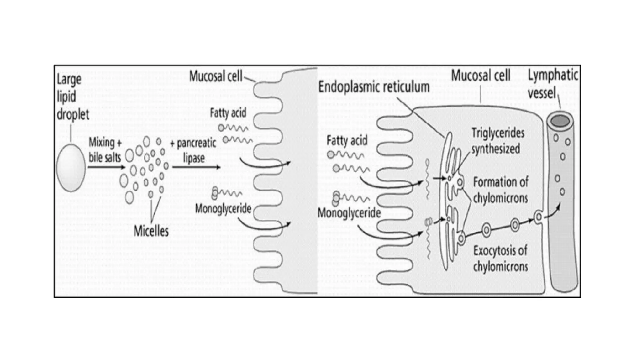 DIGESTION AND ABSORPTION OF FATS AND ITS APPLIED | PDF