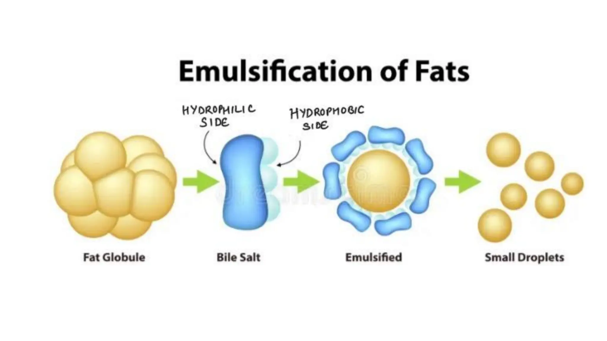 DIGESTION AND ABSORPTION OF FATS AND ITS APPLIED | PDF