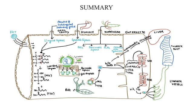 DIGESTION AND ABSORPTION OF FATS AND ITS APPLIED | PDF | Chemistry ...