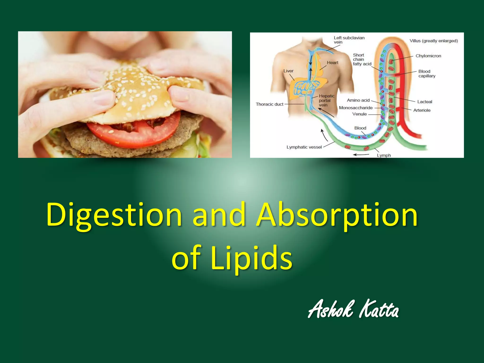 Digestion and absorption of lipids | PPSX