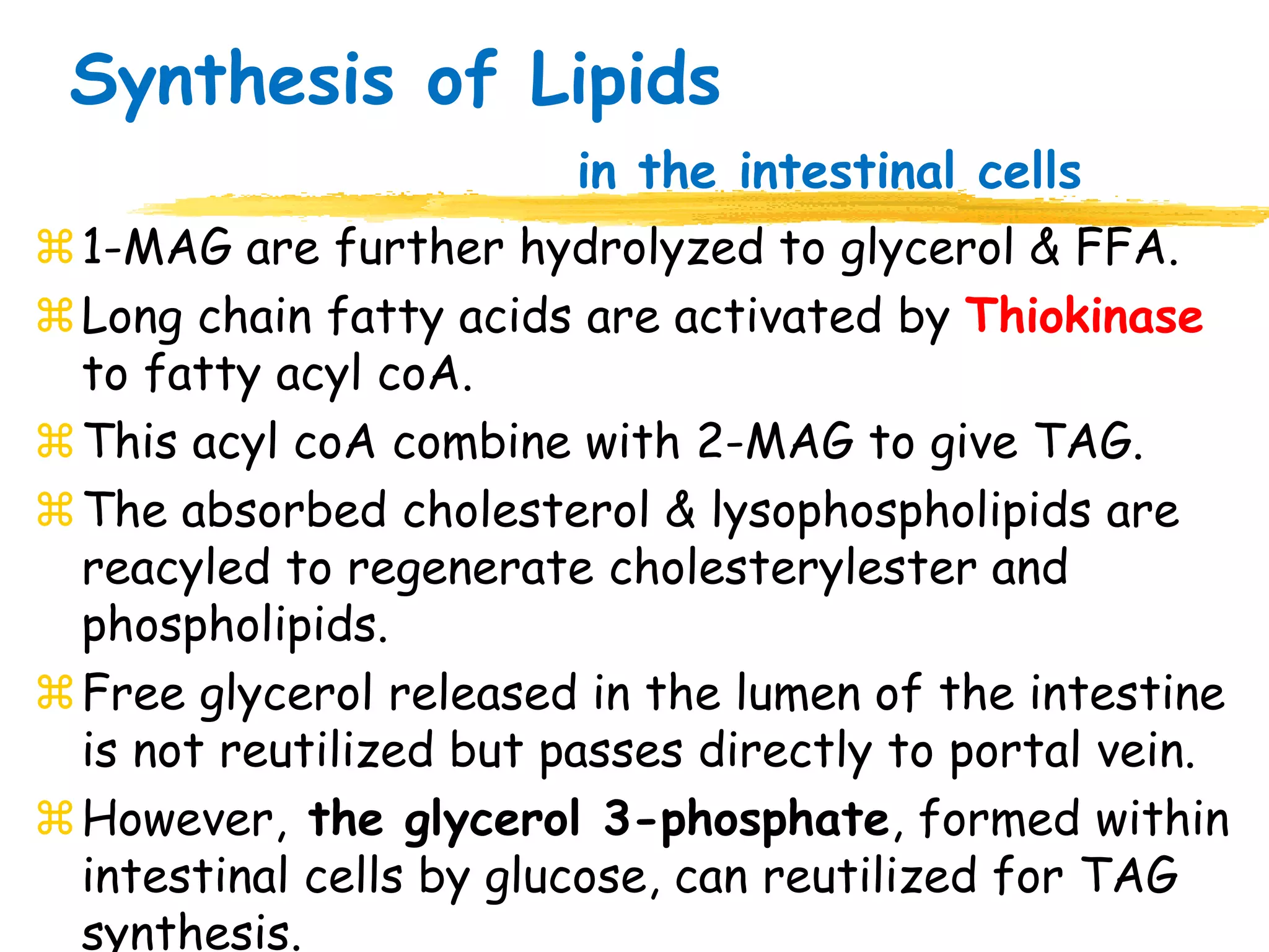 Digestion and absorption of lipids | PPSX