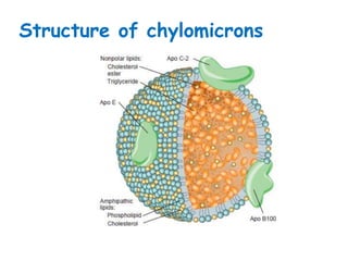 Digestion and absorption of lipids | PPSX