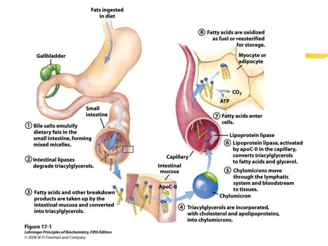 Digestion and absorption of lipids | PPSX