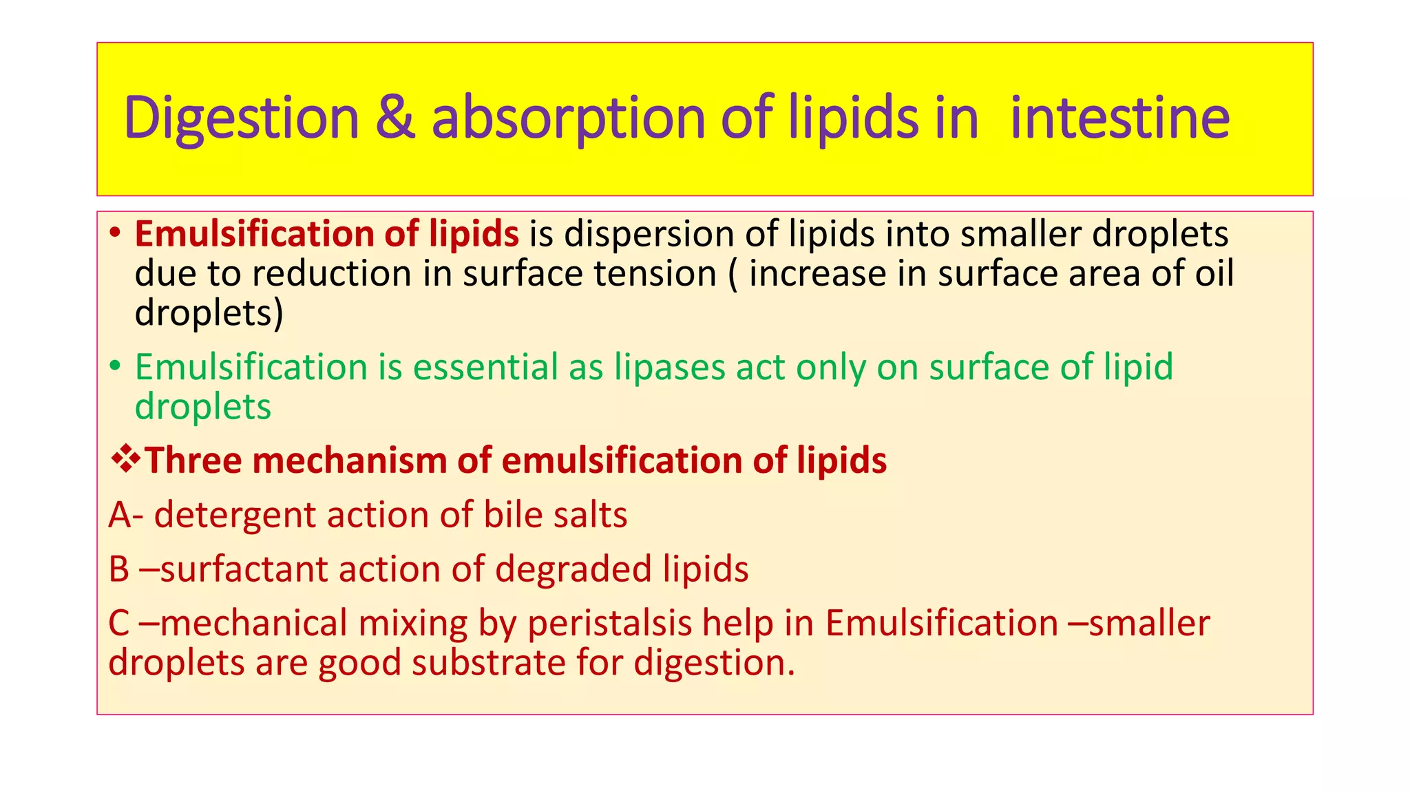 Digestion and absorption of lipids | PPT