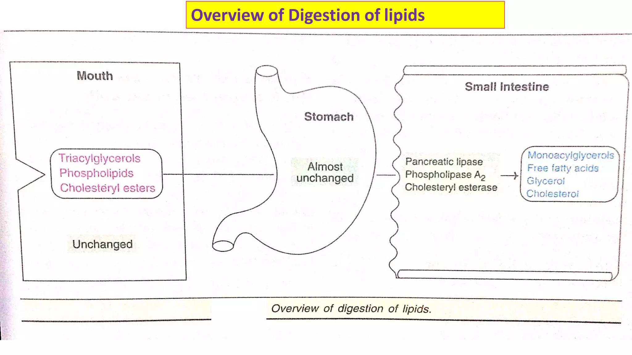 Digestion and absorption of lipids | PPT