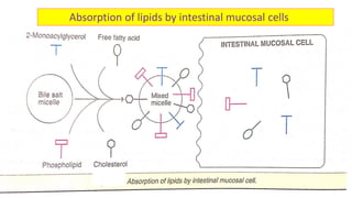 Digestion and absorption of lipids | PPT