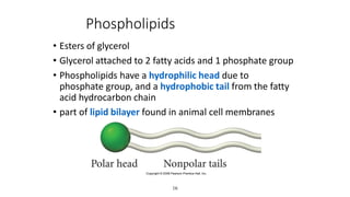 Digestion and absorption of lipids | PPT