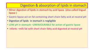 Digestion and absorption of lipids | PPT