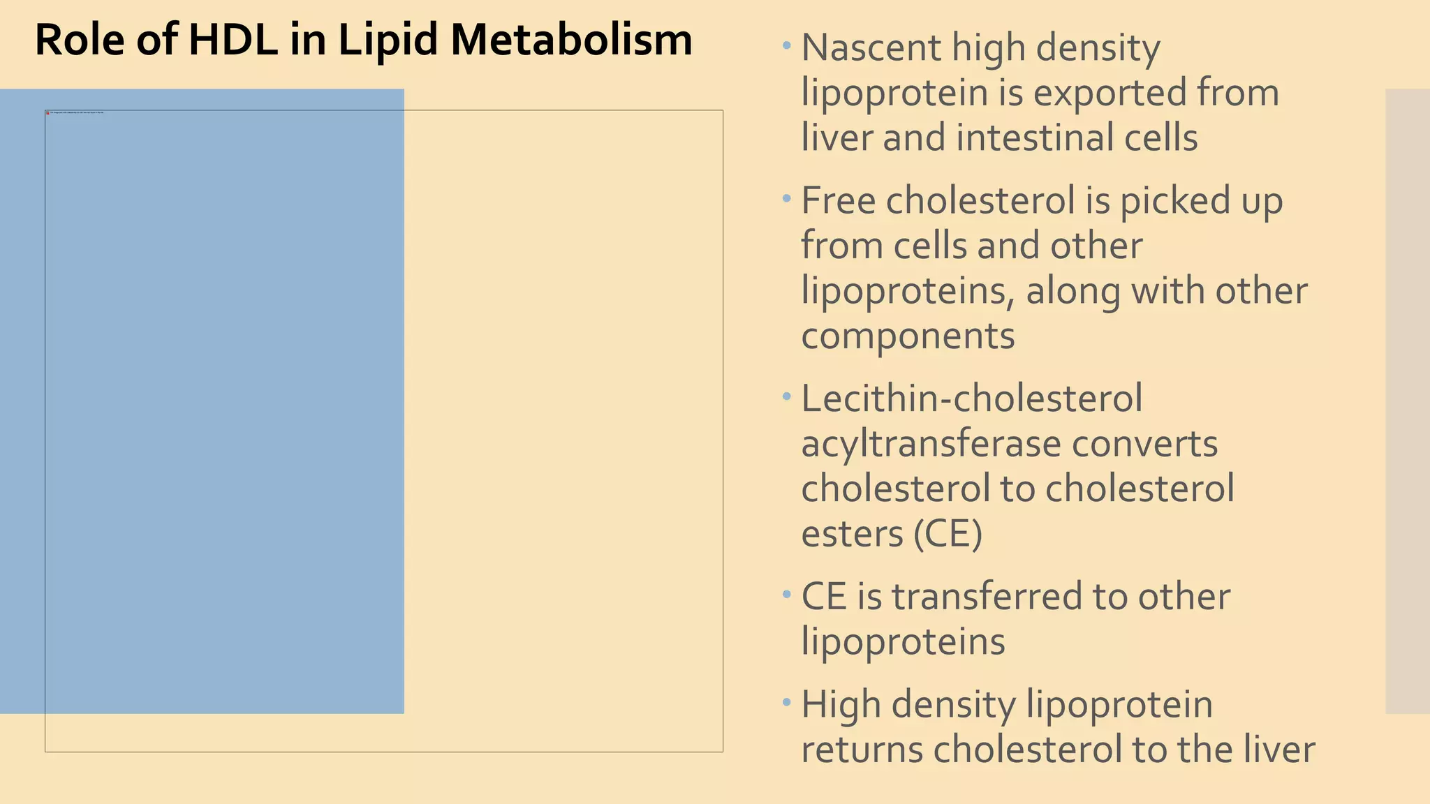 Digestion and absorption of lipids | PPT