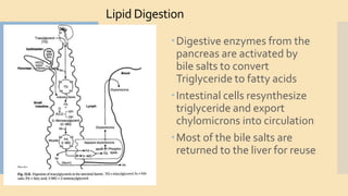 Digestion and absorption of lipids | PPT