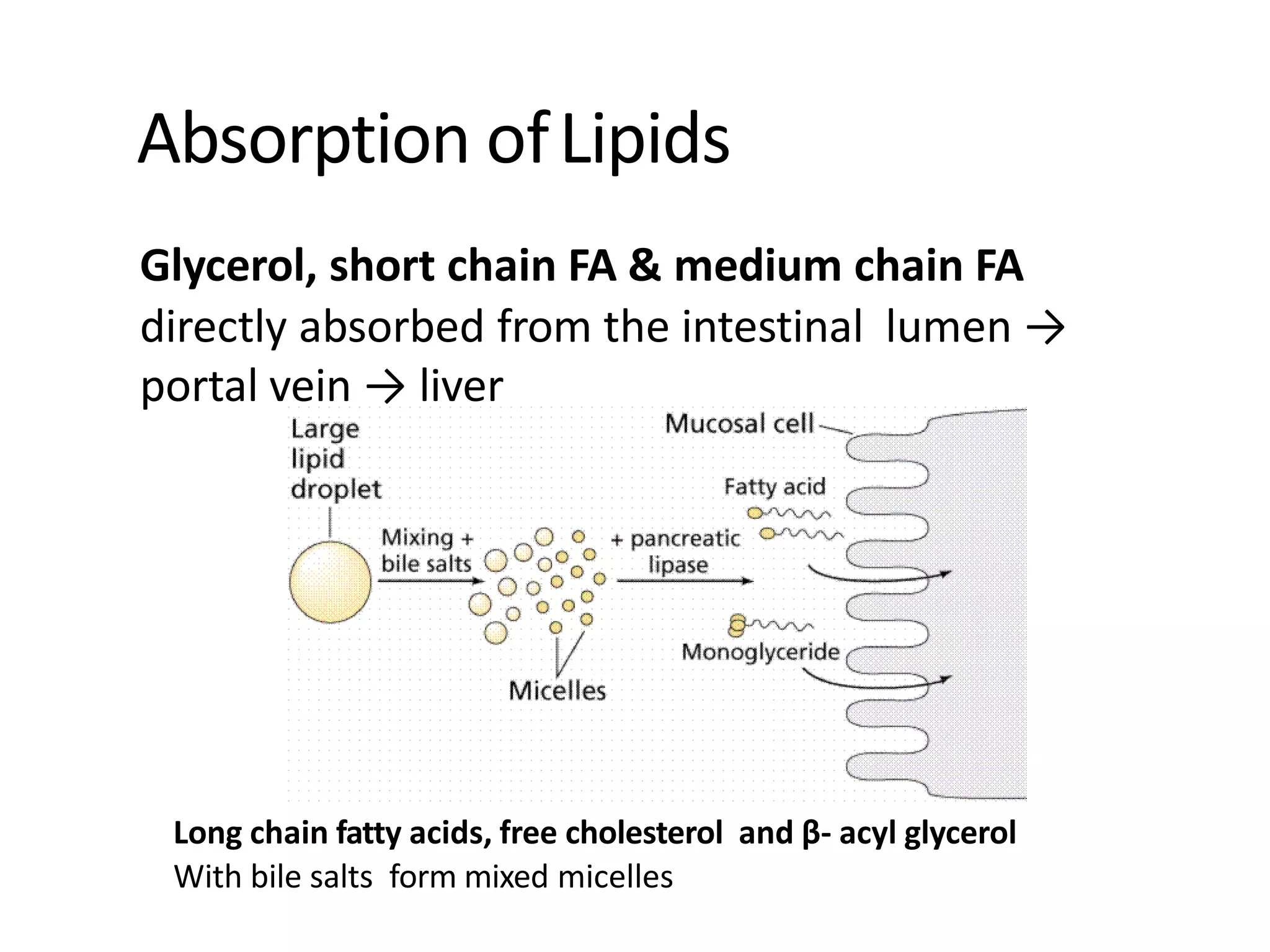 Digestion and absorption of lipids | PPTX