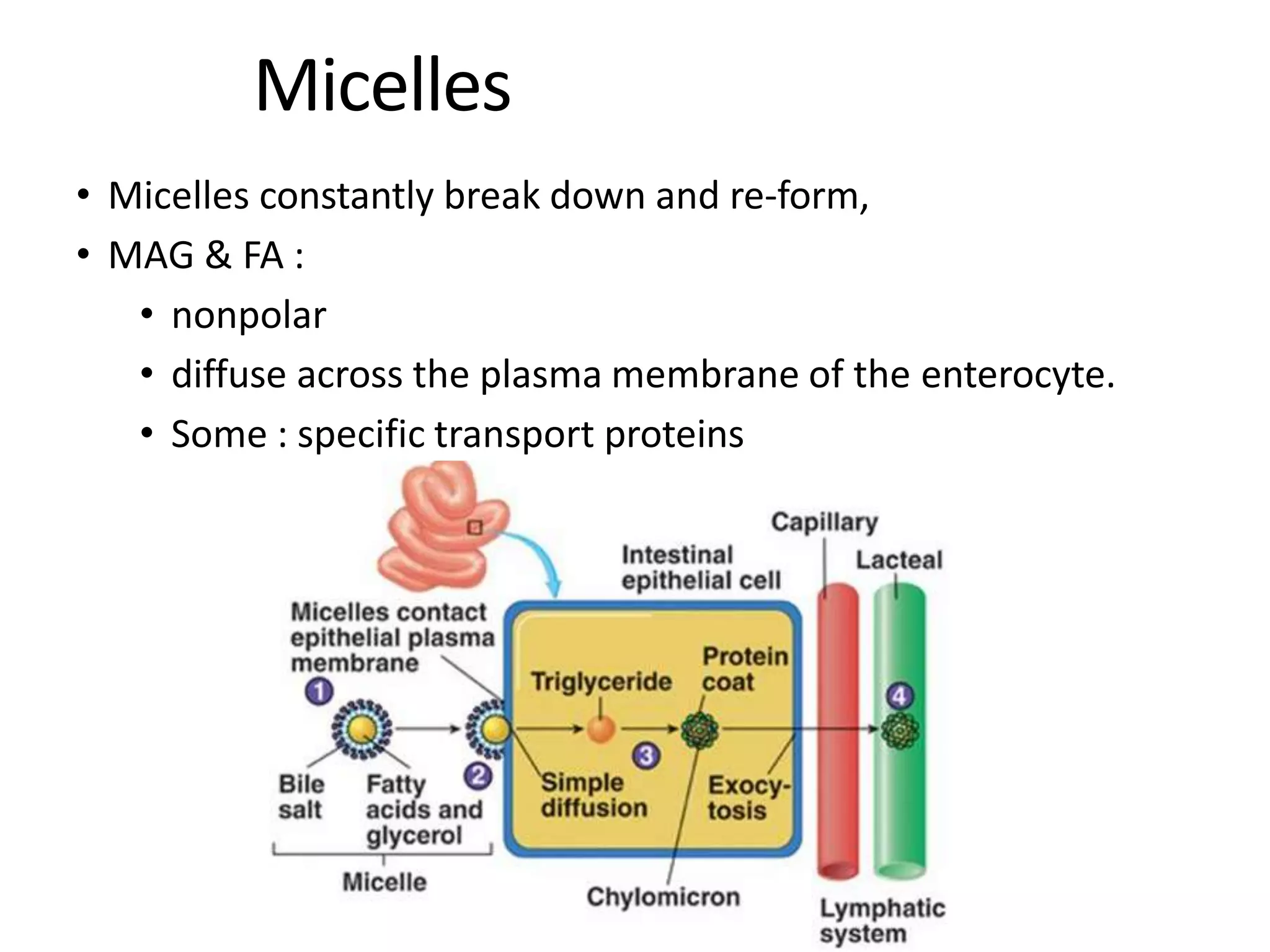 Digestion and absorption of lipids | PPTX