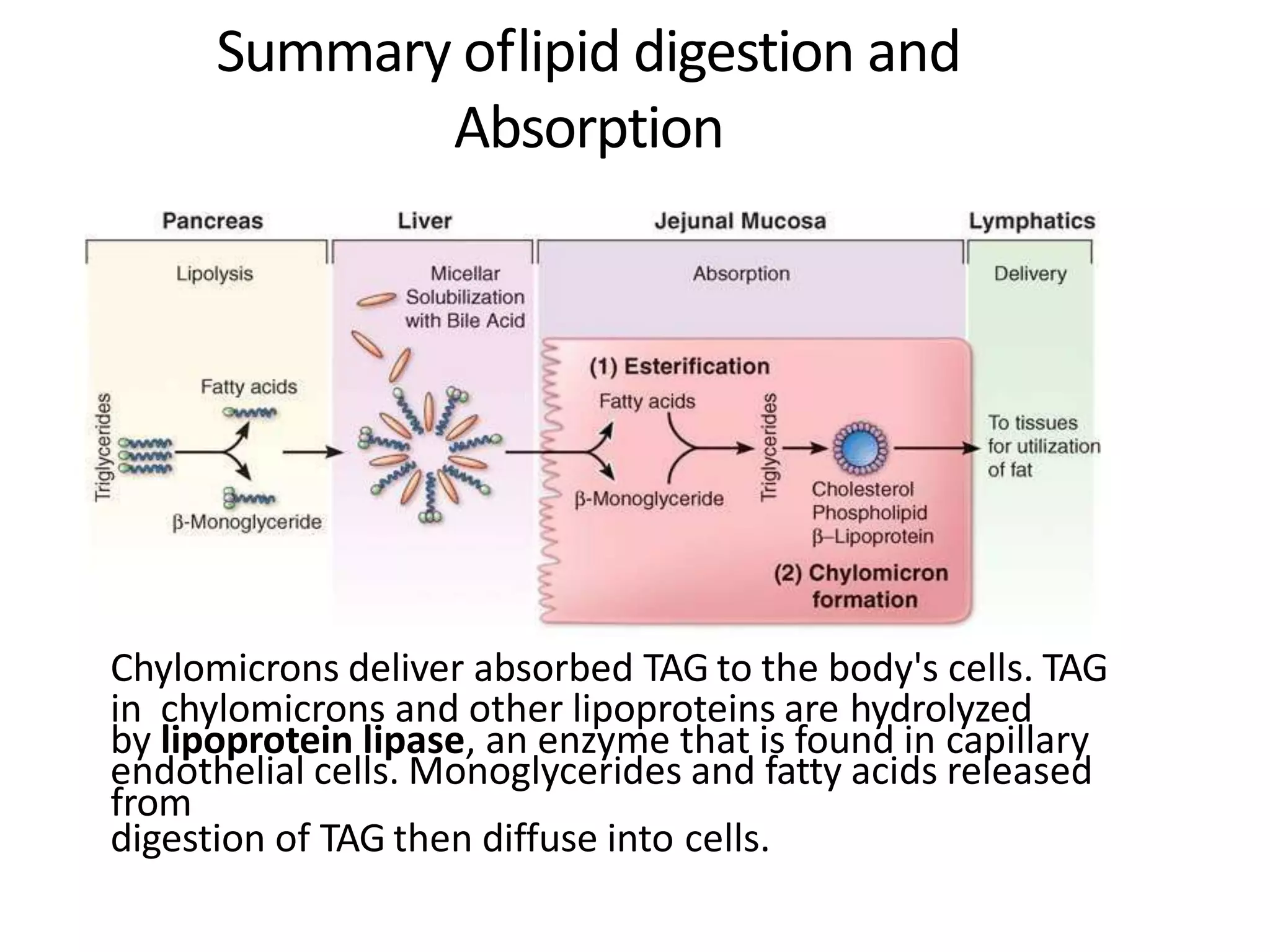 Digestion and absorption of lipids | PPTX