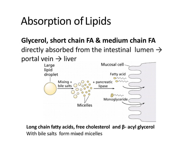 Digestion and absorption of lipids | PPTX
