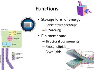 Digestion and absorption of lipids | PPTX