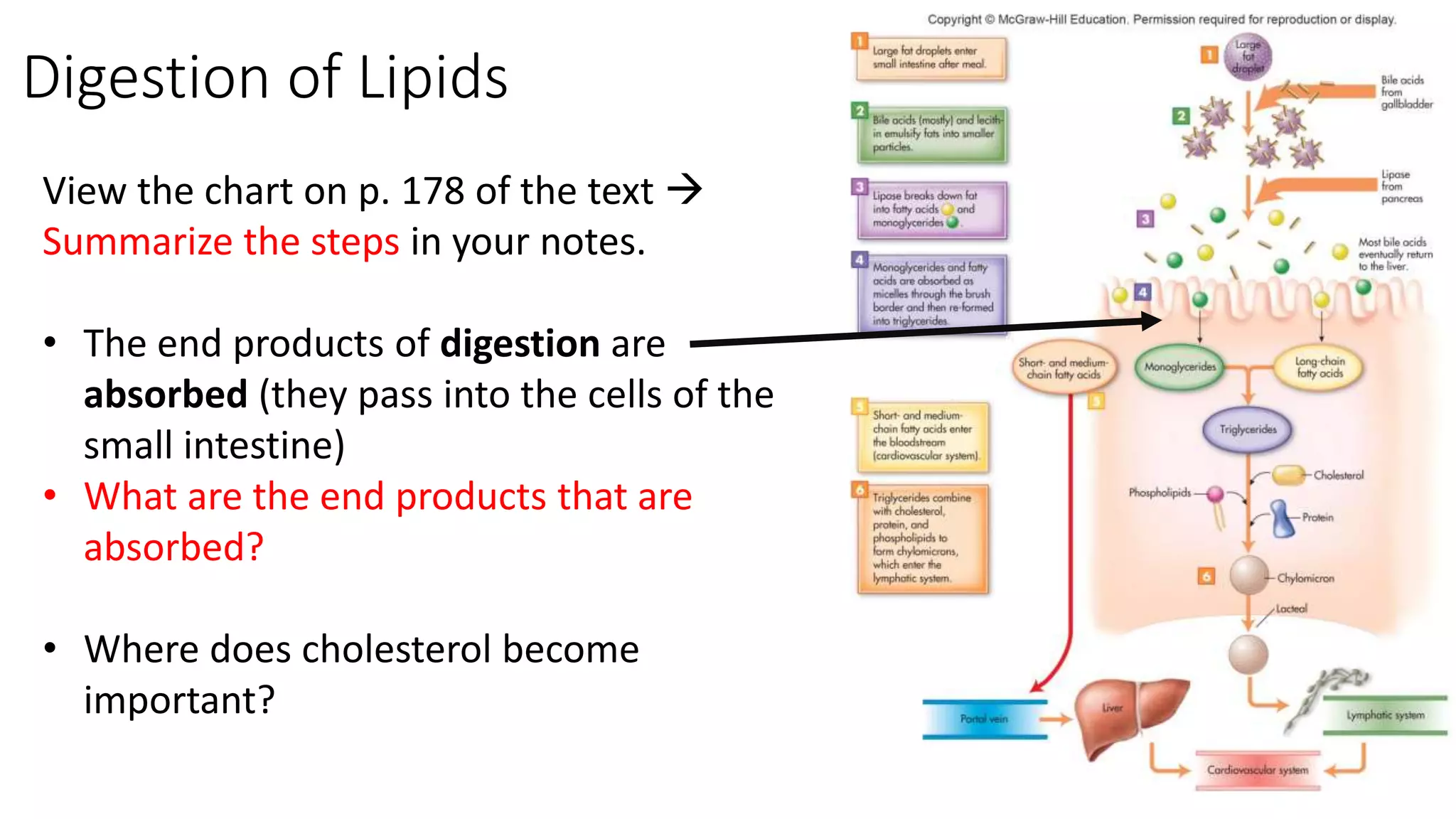 Digestion and absorption of lipids | PPTX
