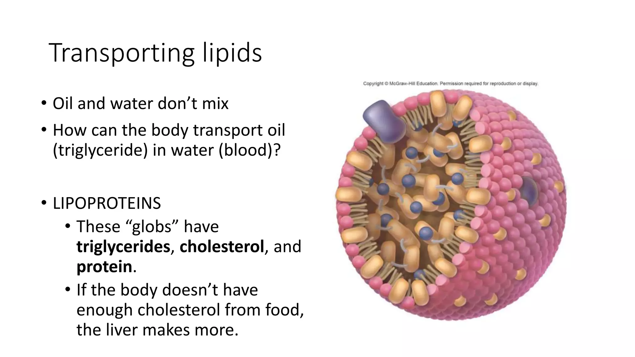 Digestion and absorption of lipids | PPTX