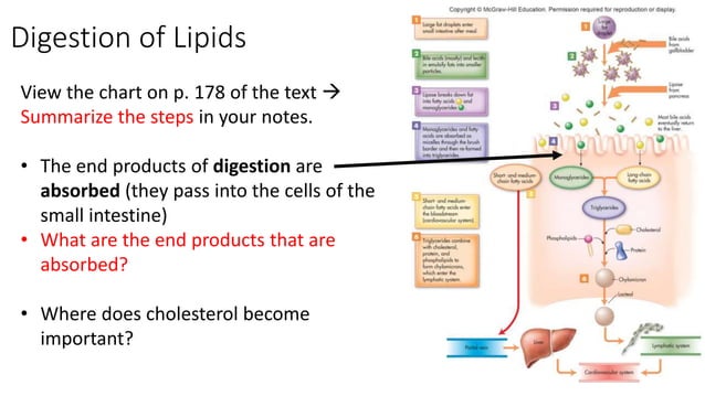 Digestion and absorption of lipids | PPT