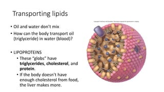 Digestion and absorption of lipids | PPTX