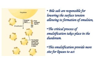 Digestion and absorption of lipids | PPTX