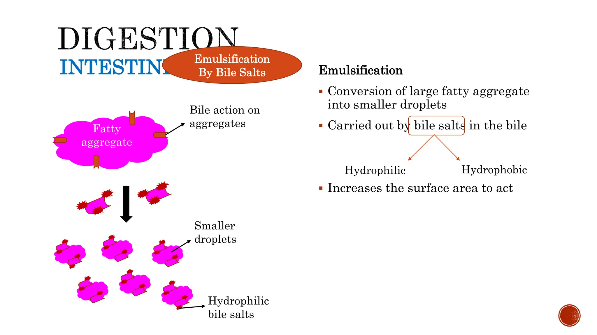 digestion and absorption of lipids .pptx
