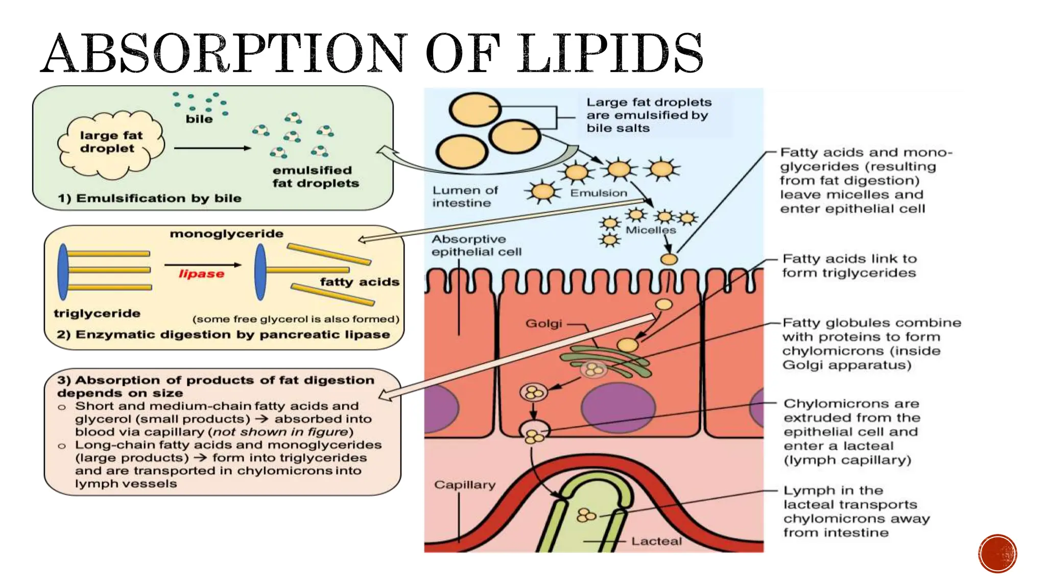 digestion and absorption of lipids .pptx