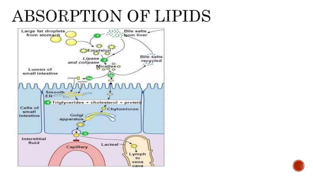 digestion and absorption of lipids .pptx