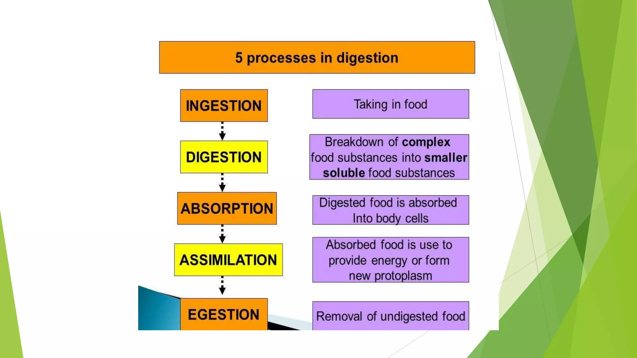 Digestion And Absorption of Lipids (1).pptx | Digestive Disorders ...