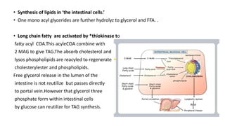 Digestion And Absorption of Lipids (1).pptx