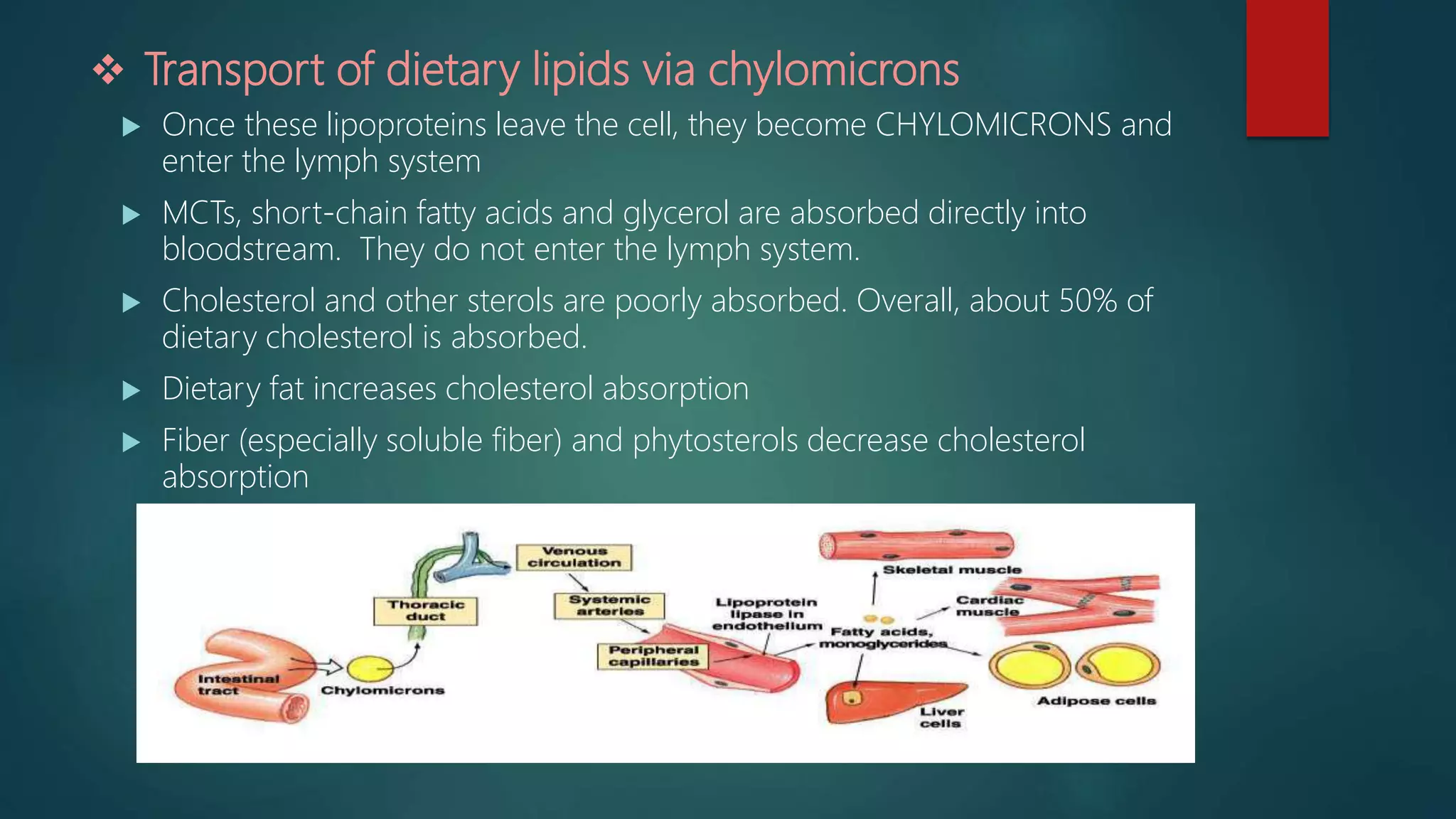 Digestion and absorption of lipids | PPTX