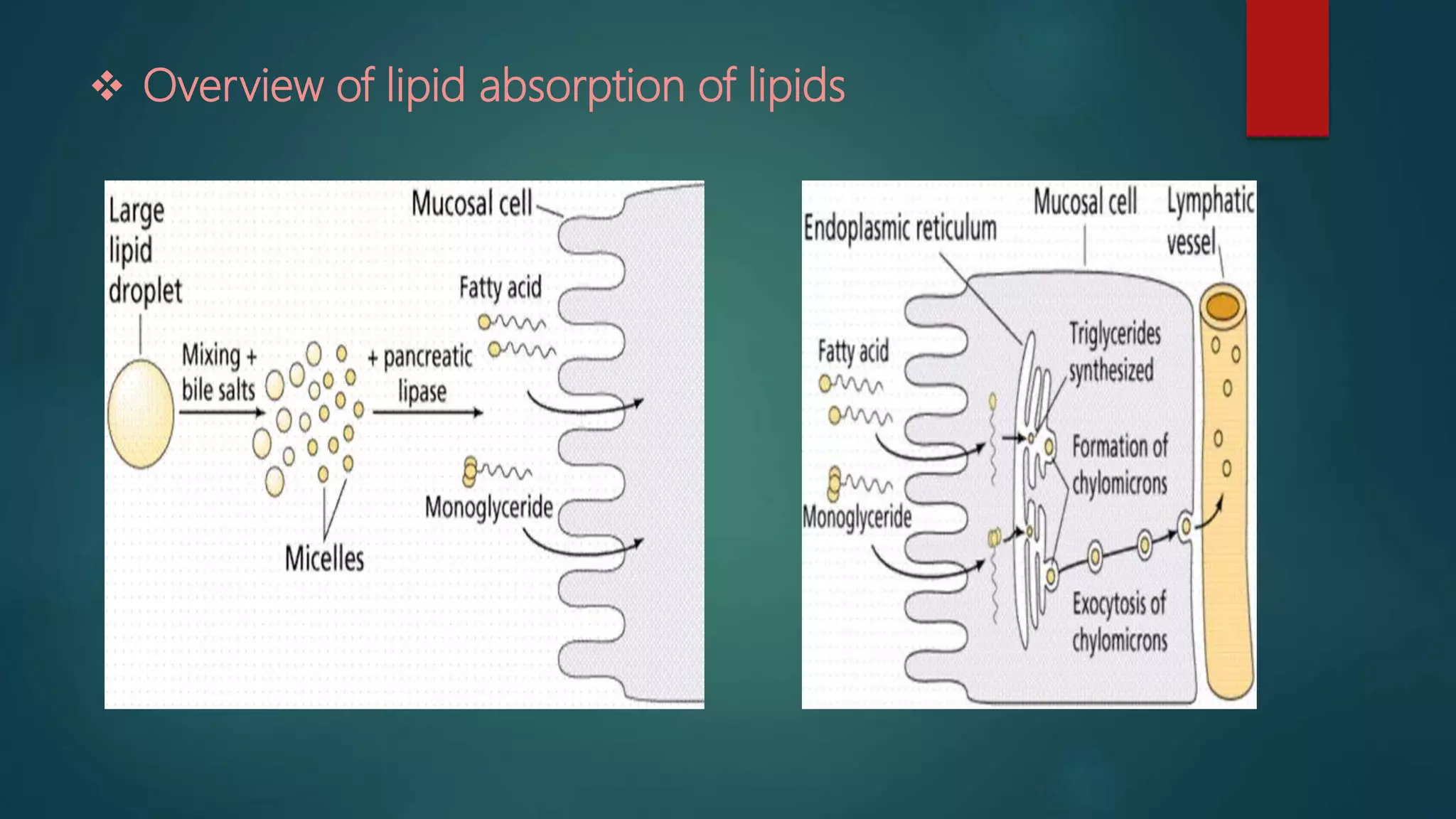 Digestion and absorption of lipids | PPTX