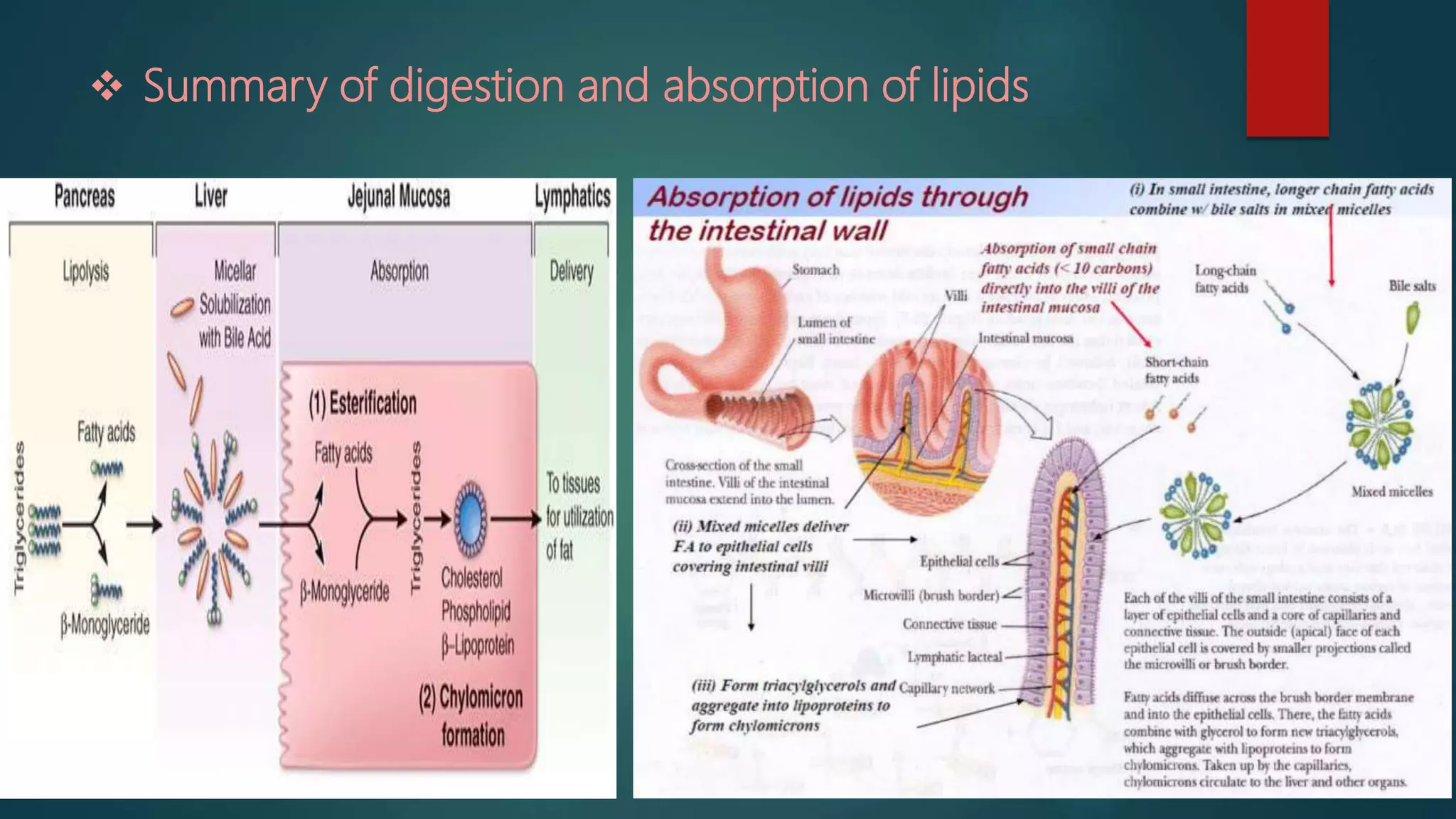 Digestion and absorption of lipids | PPTX