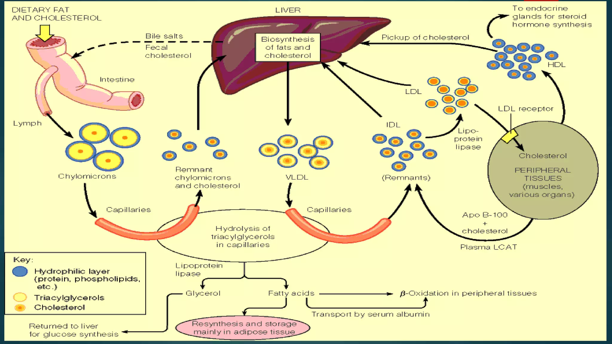 Digestion and absorption of lipids | PPTX