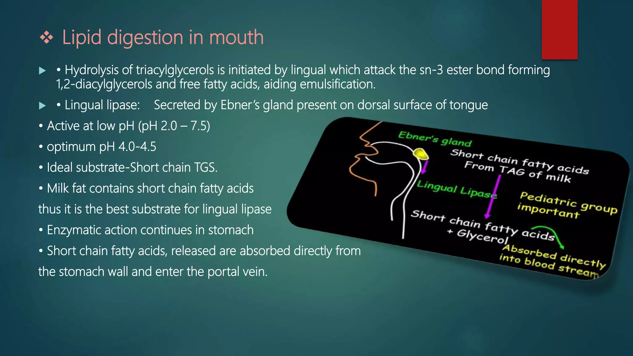 Digestion and absorption of lipids | PPTX | Digestive Disorders ...