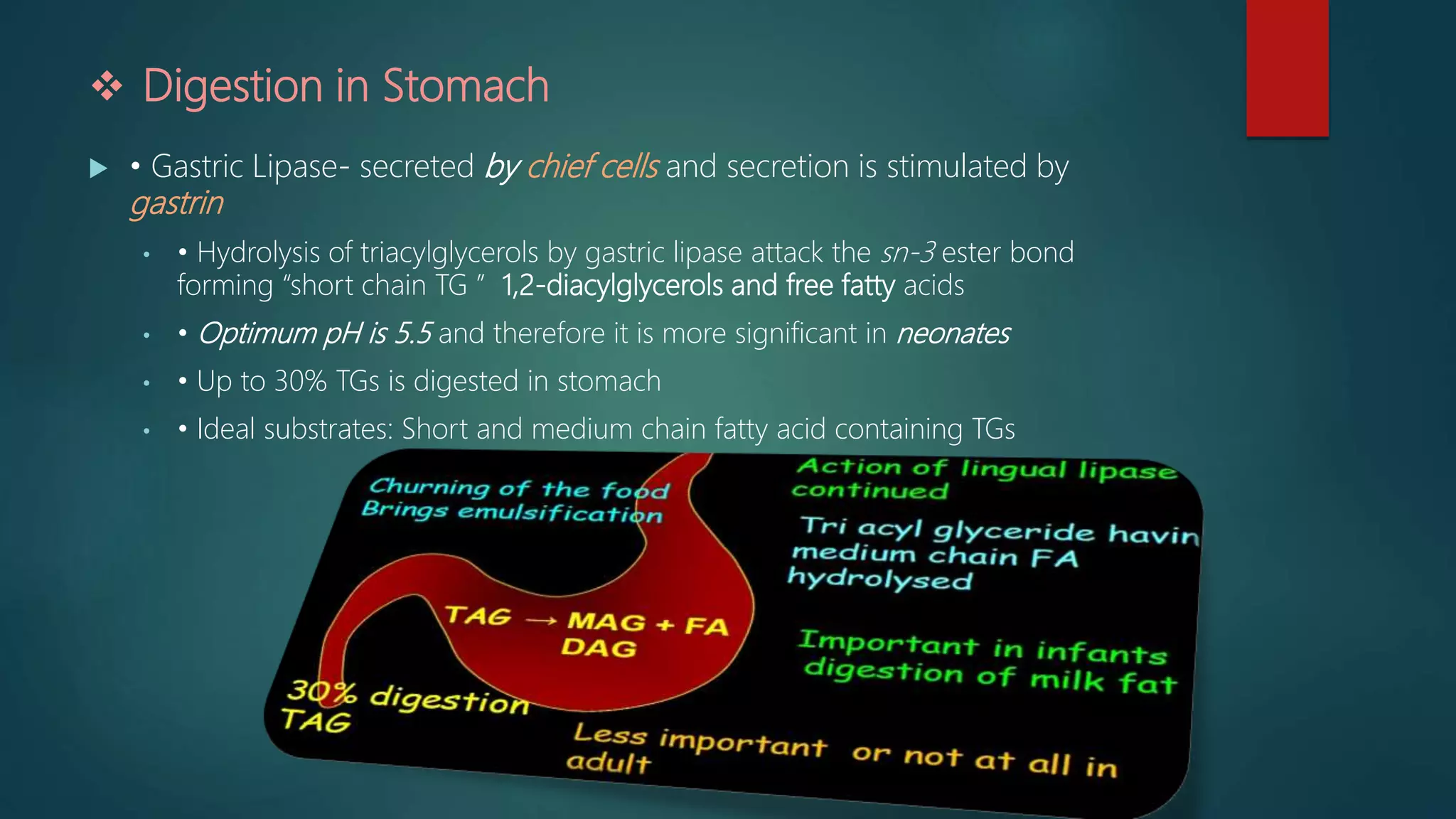 Digestion and absorption of lipids | PPTX