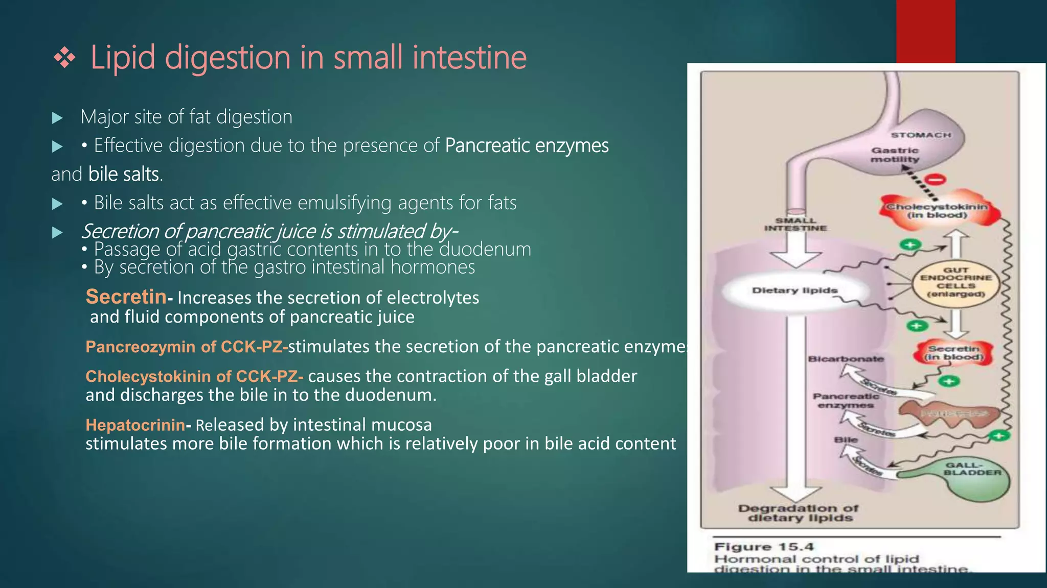 Digestion and absorption of lipids | PPTX
