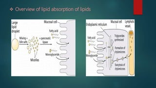 Digestion and absorption of lipids | PPTX