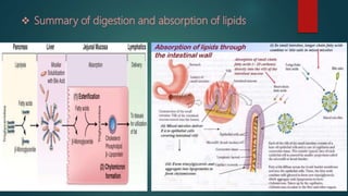 Digestion and absorption of lipids | PPTX